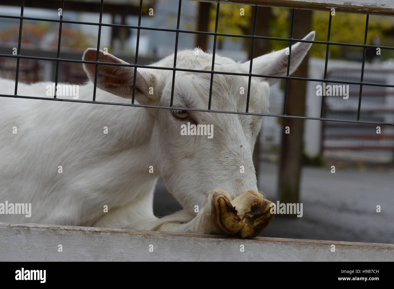 White tan goat hi-res stock photography and images - Alamy