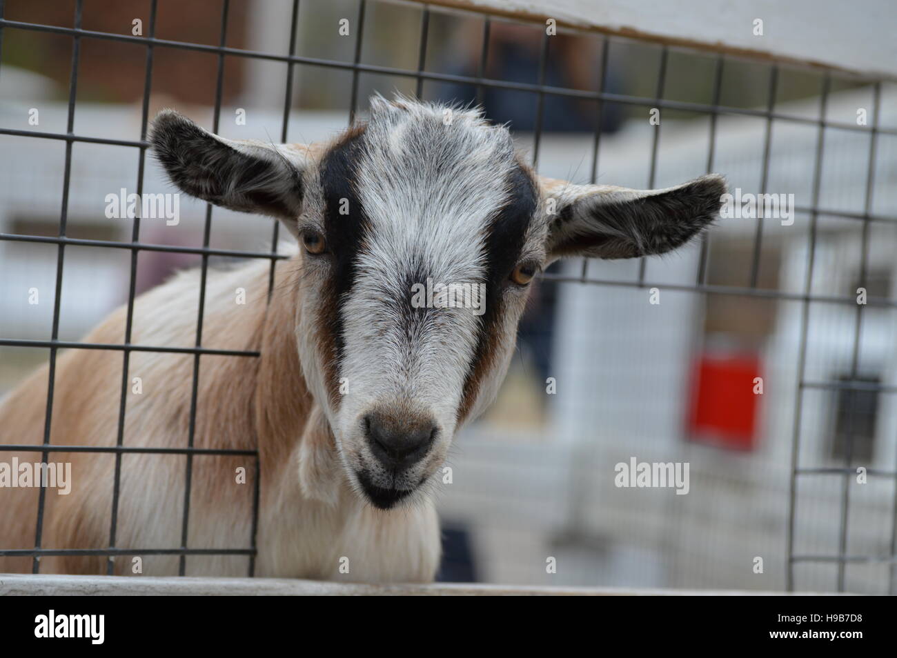 White tan goat hi-res stock photography and images - Alamy