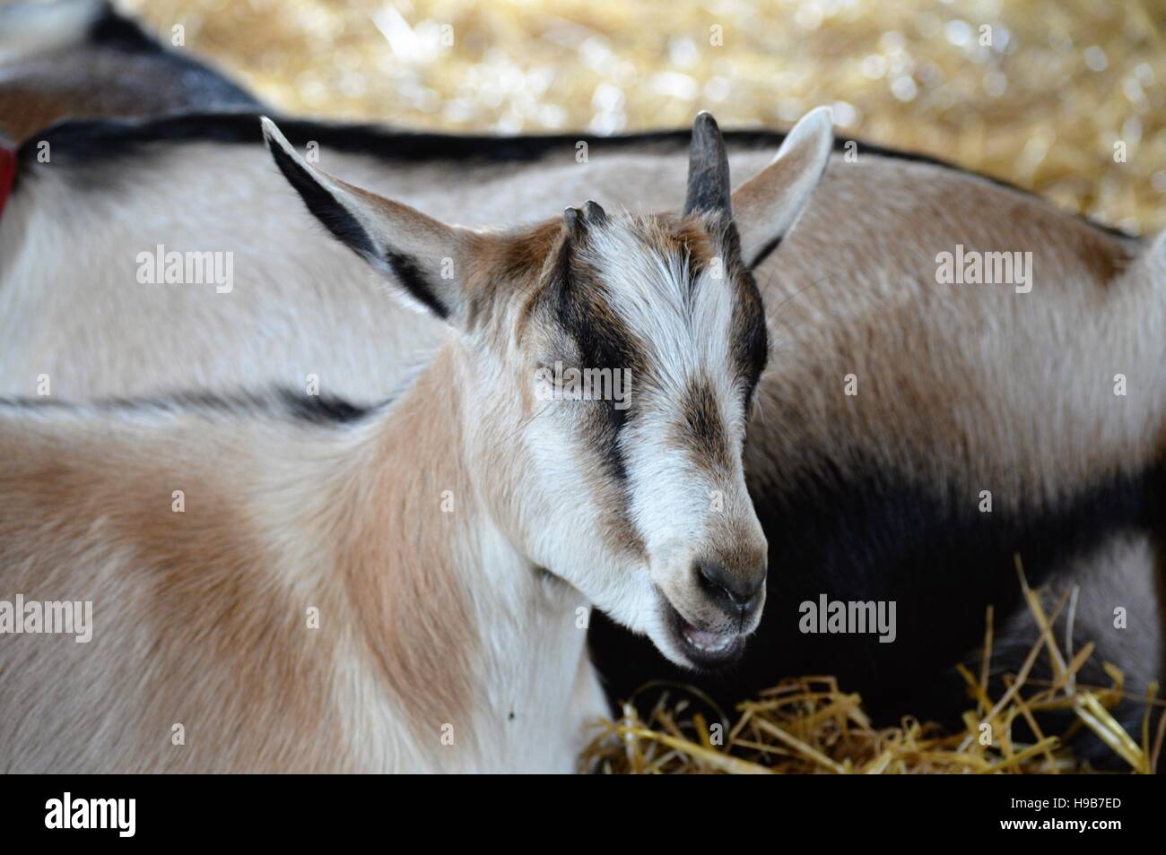White tan goat hi-res stock photography and images - Alamy