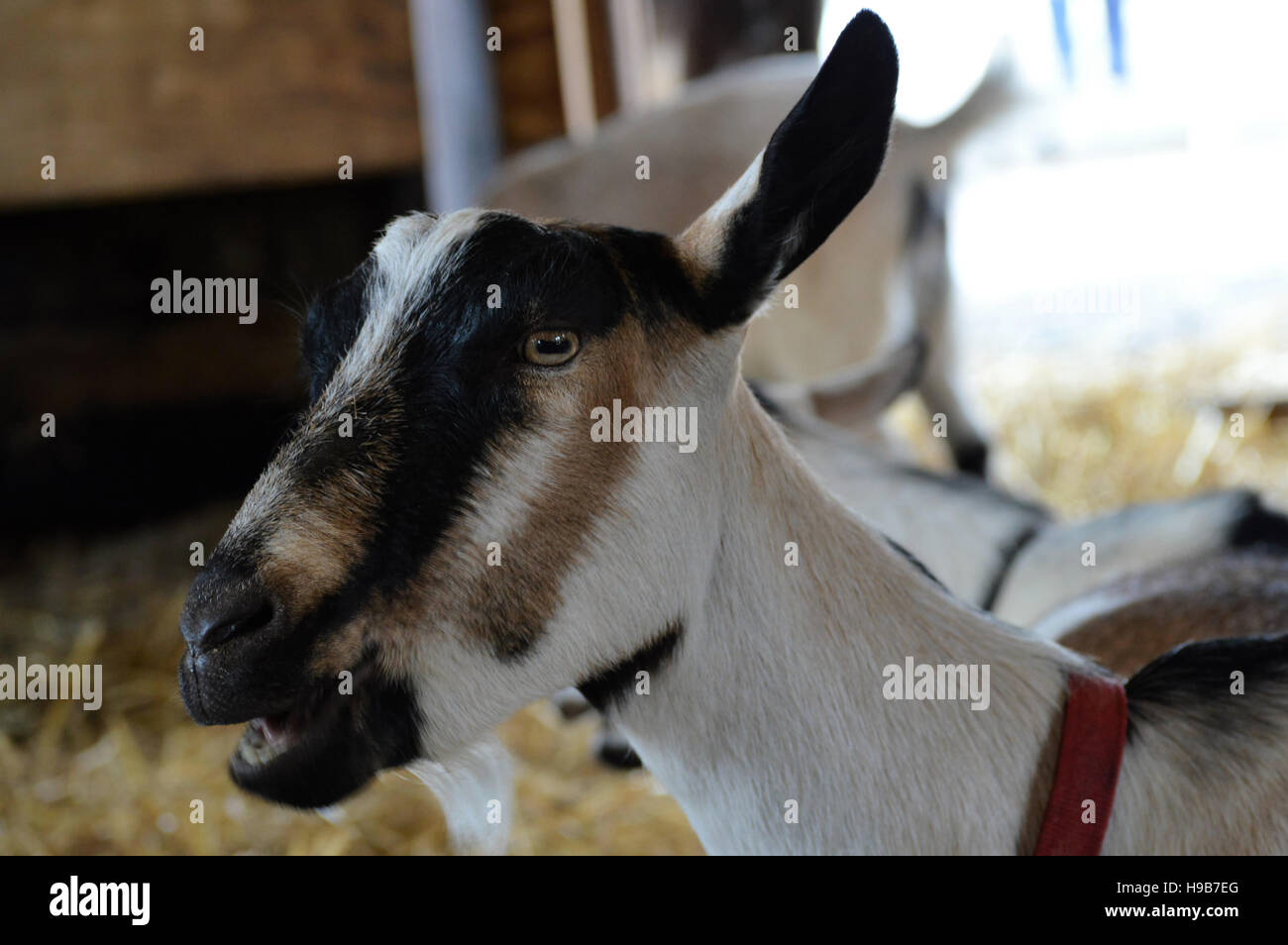 Tan and white goat hi-res stock photography and images - Alamy