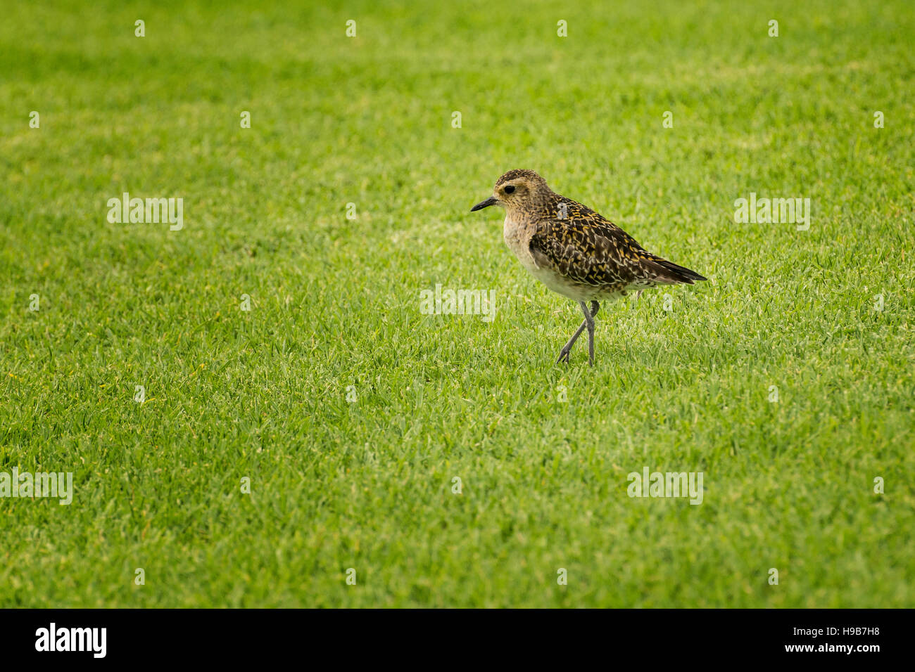 Juvenile Pacific Golden-Plover walking in green grass Stock Photo - Alamy
