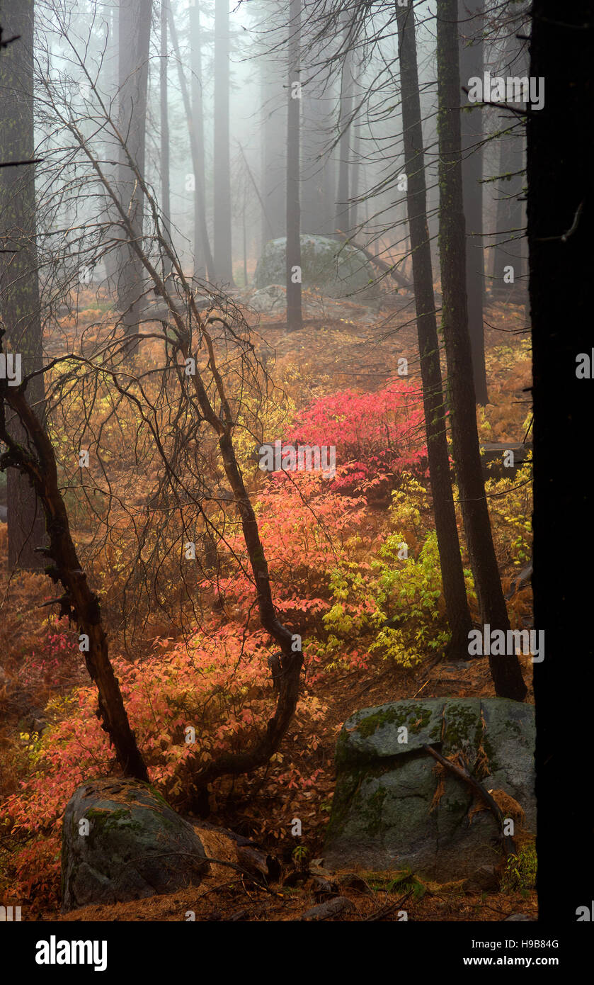 High elevation plant hi-res stock photography and images - Alamy