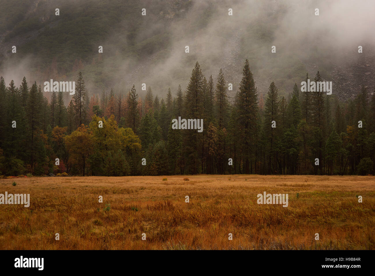 Fog rolls in during a storm in the Yosemite calley Stock Photo - Alamy
