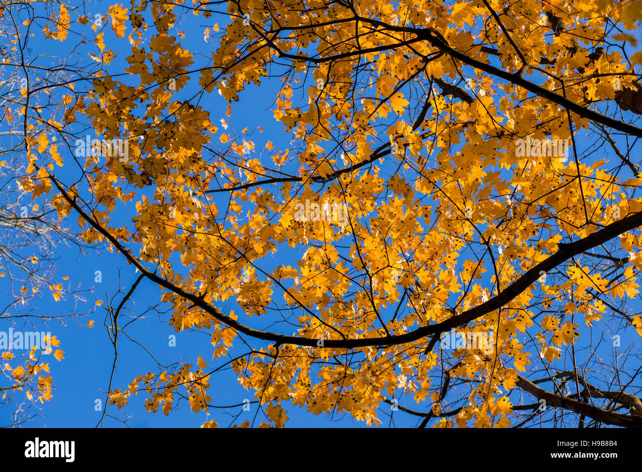 Fall leaves background Stock Photo - Alamy