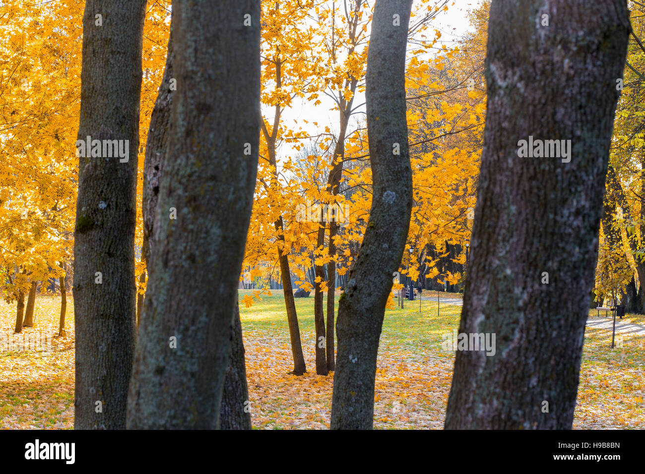 Colorful foliage in the autumn park Stock Photo - Alamy