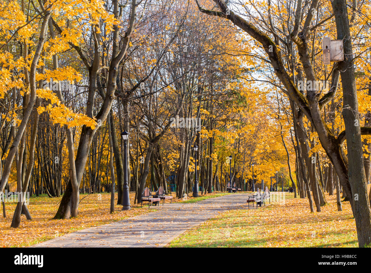 Colorful foliage in the autumn park Stock Photo - Alamy