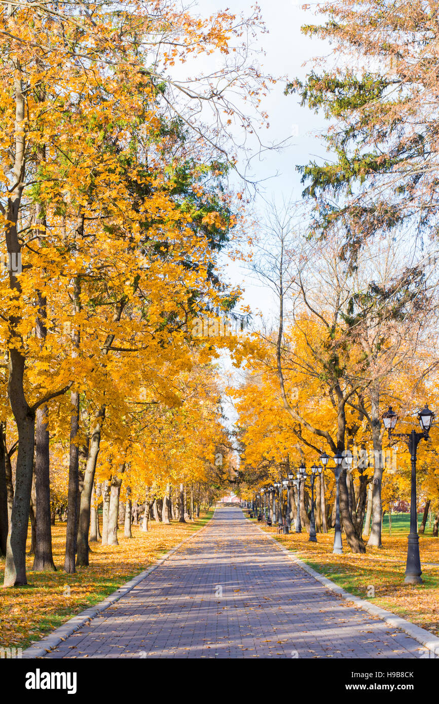 Colorful foliage in the autumn park Stock Photo - Alamy