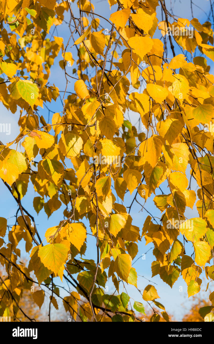 Fall leaves background Stock Photo - Alamy