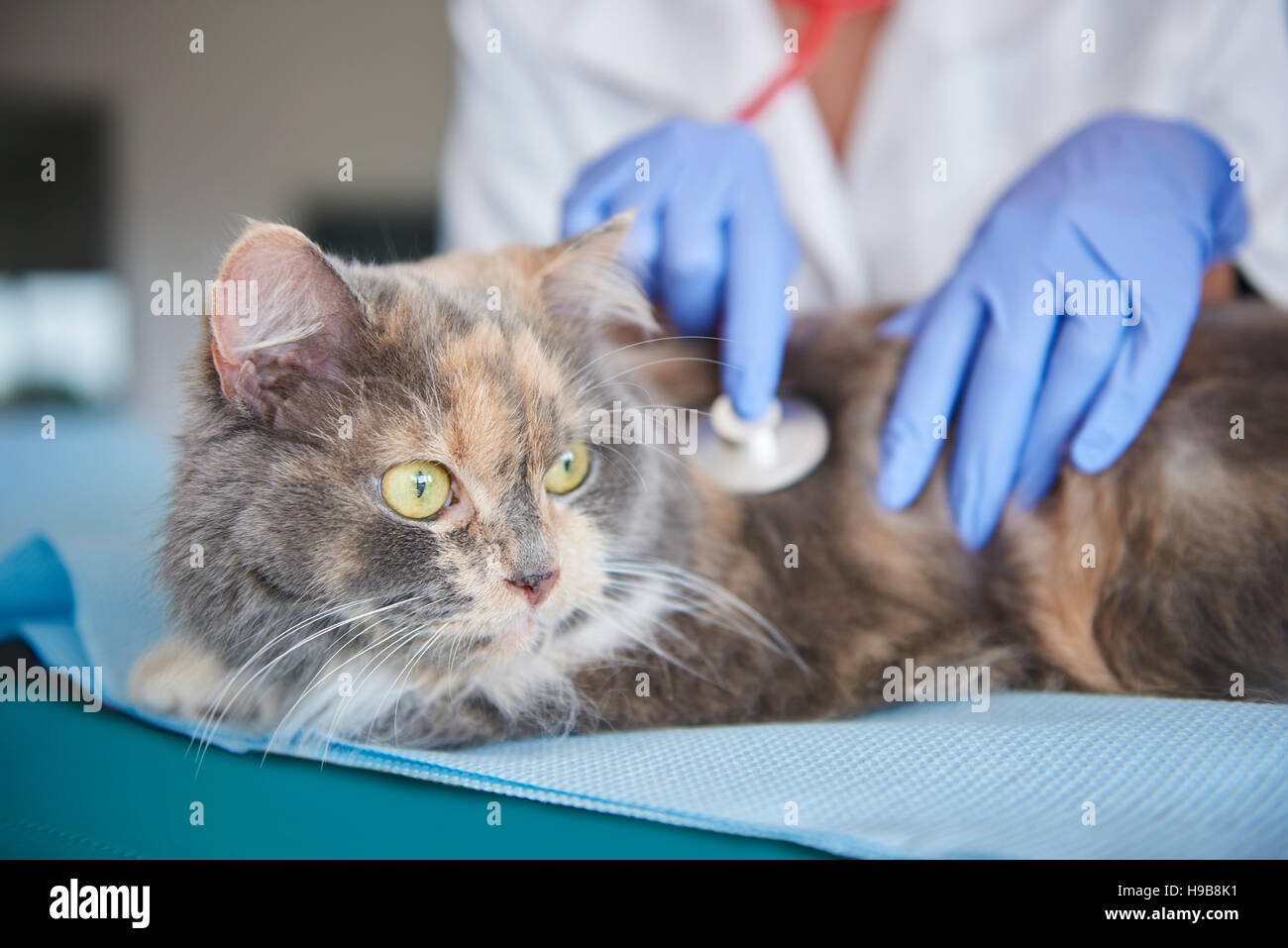 Cat being examined at the vet Stock Photo - Alamy