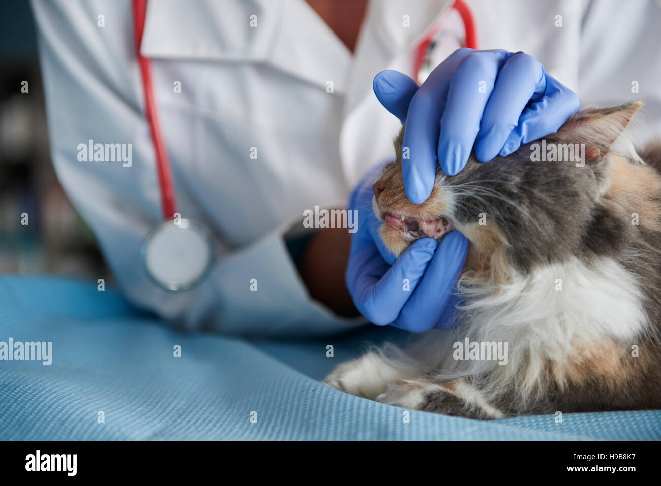 Vet teeth hi-res stock photography and images - Alamy