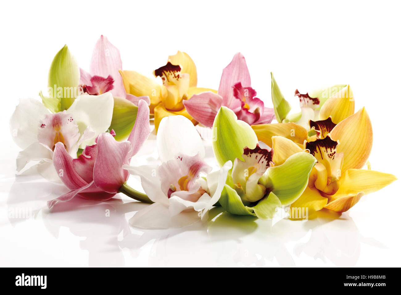 Blooming orchids different varieties in hi-res stock photography and ...