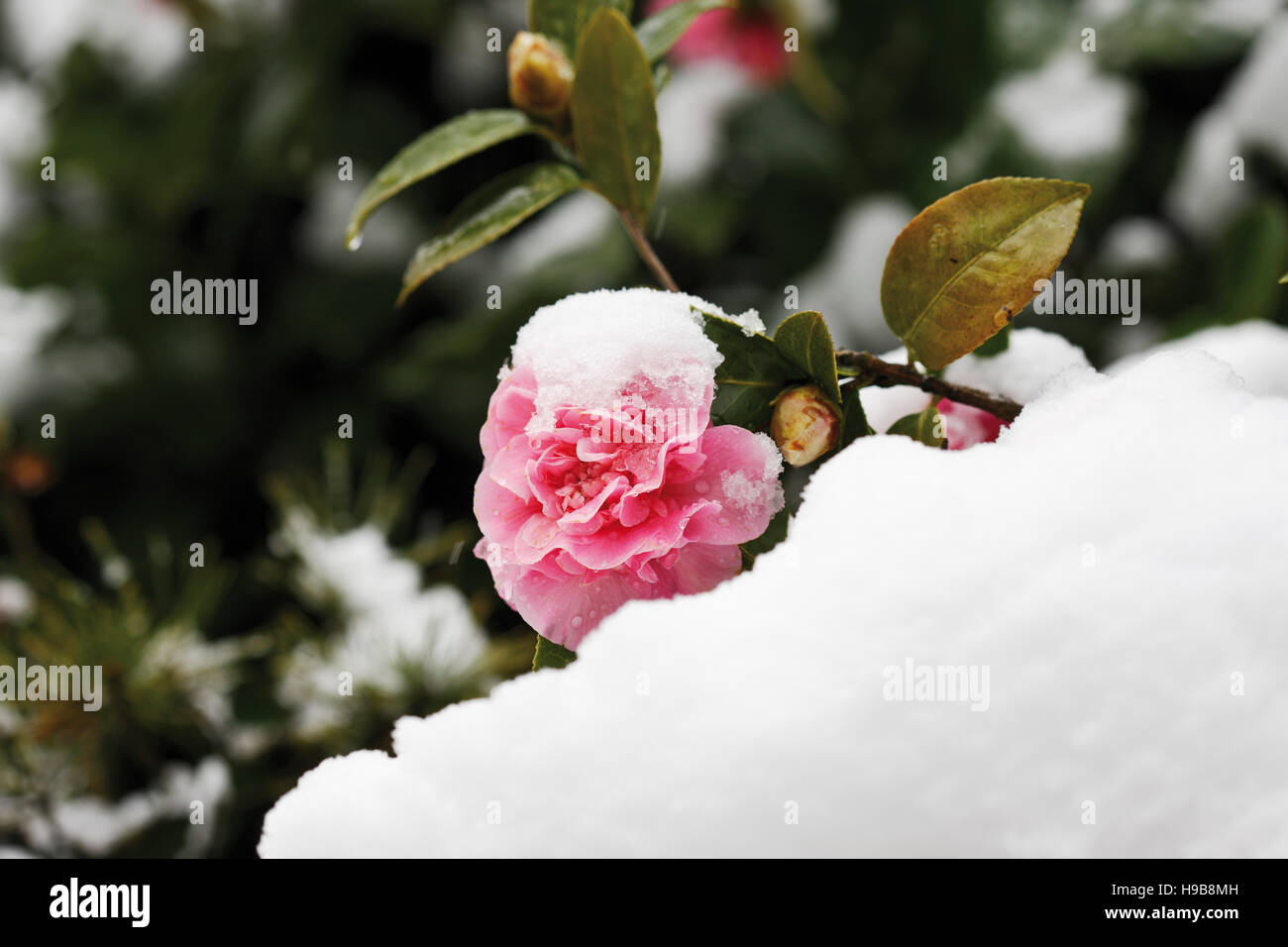 Camellia flowers covered with snow Stock Photo - Alamy