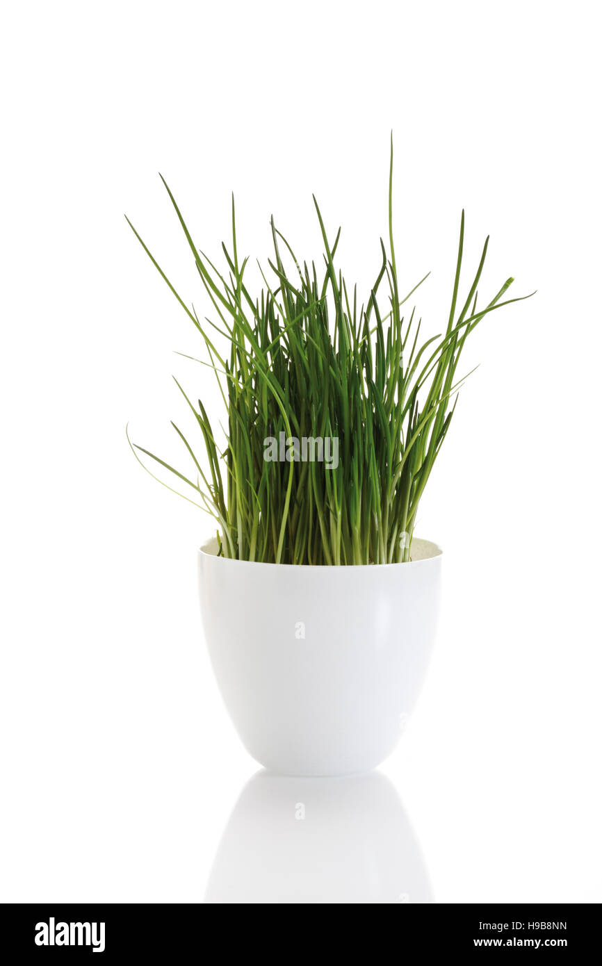 Pot of chives Stock Photo - Alamy