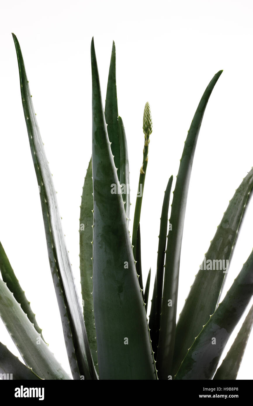 Aloe Vera with inflorescence Stock Photo - Alamy