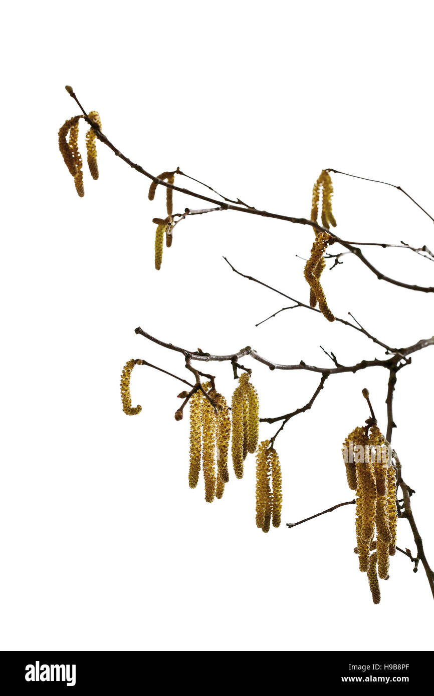 Flowering hazel, hazel pollen Stock Photo - Alamy