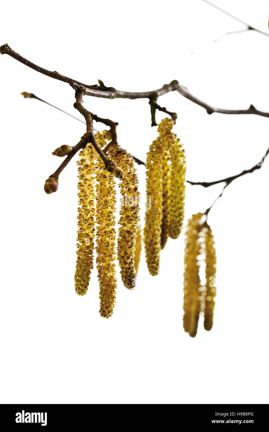 Flowering hazel, hazel pollen Stock Photo - Alamy