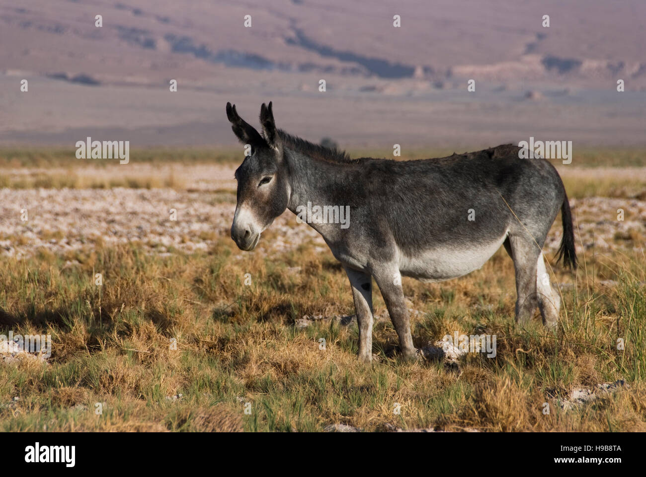 Donkey, Atacama Desert, Chile, South America Stock Photo - Alamy