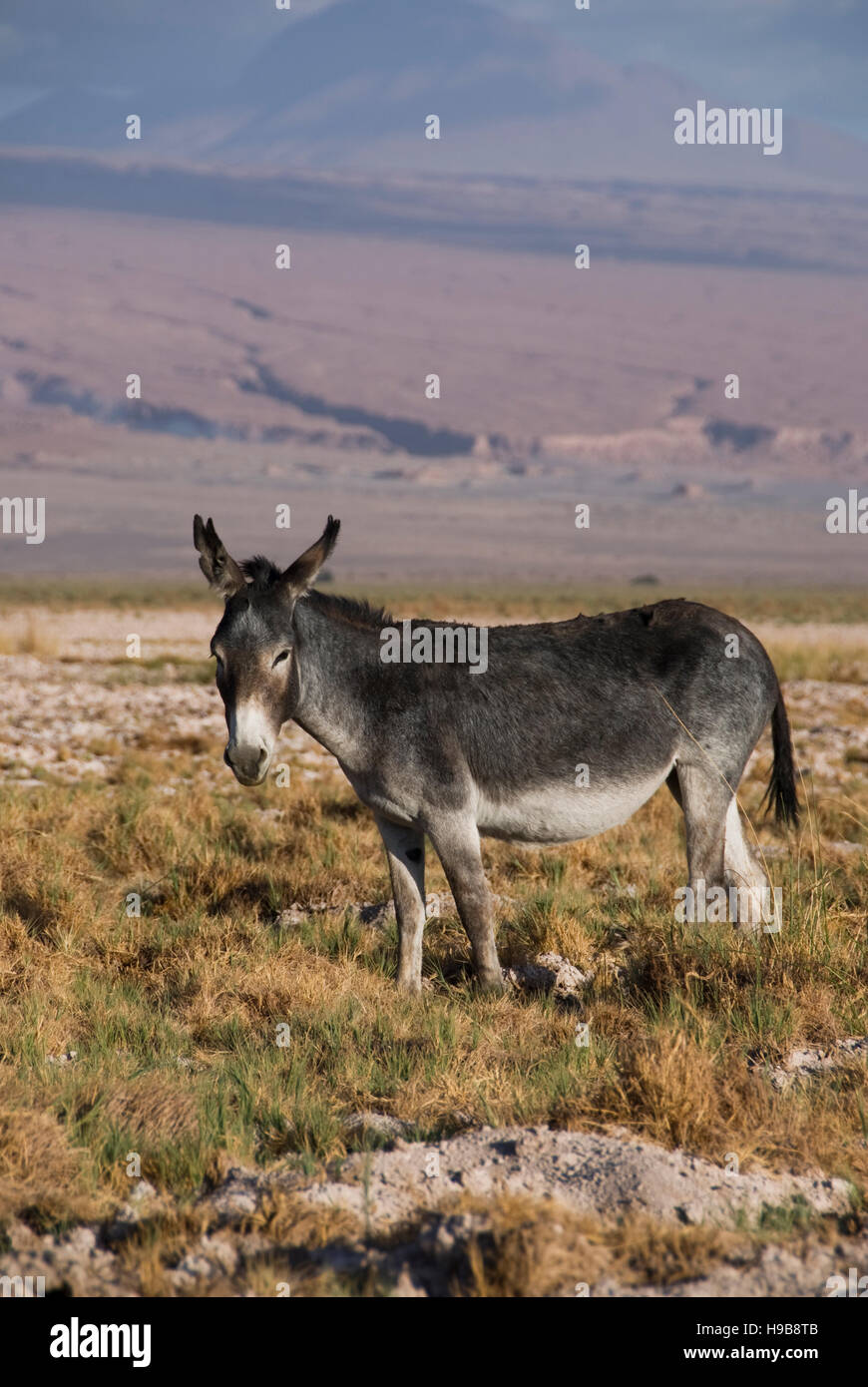 Donkey, Atacama Desert, Chile, South America Stock Photo - Alamy
