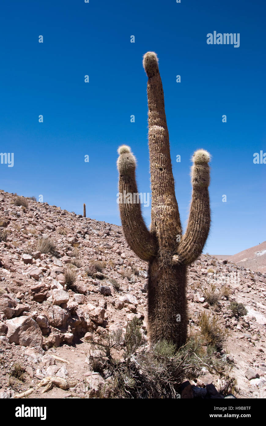Cactus, Atacama Desert, Chile, South America Stock Photo - Alamy