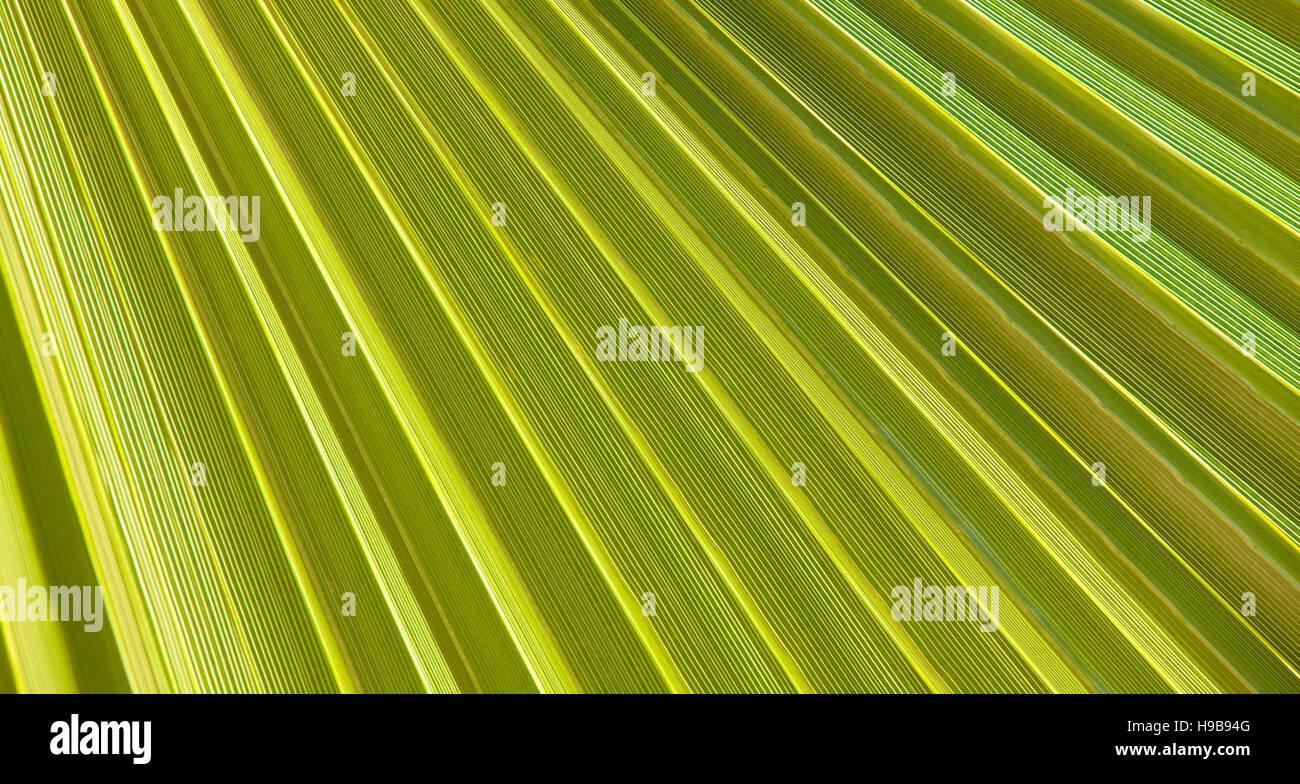 Structure of a palm leaf Stock Photo - Alamy