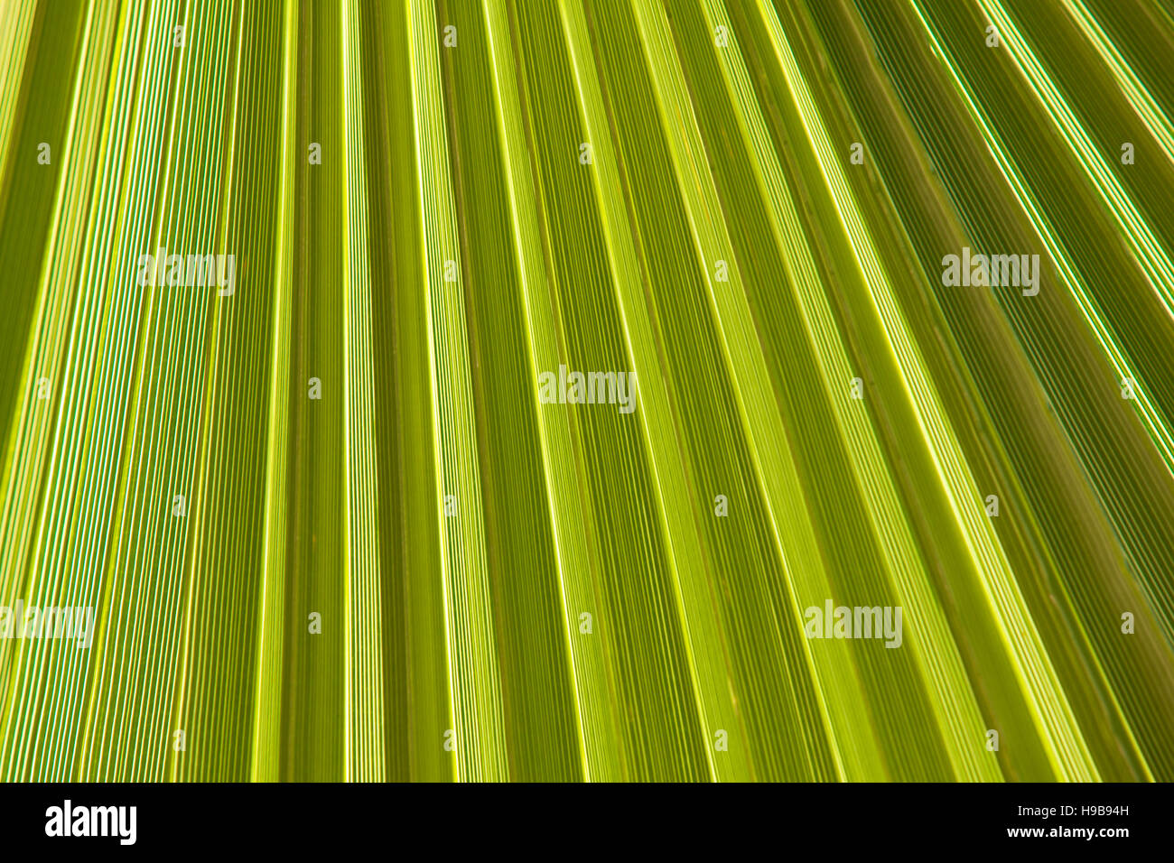 Structure of a palm leaf Stock Photo - Alamy