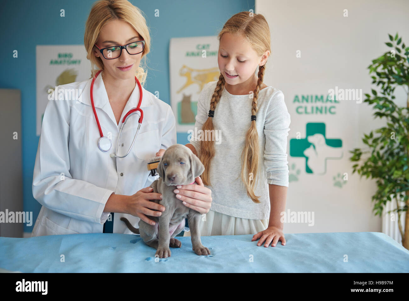 Girl brushing her puppy at the vet Stock Photo - Alamy