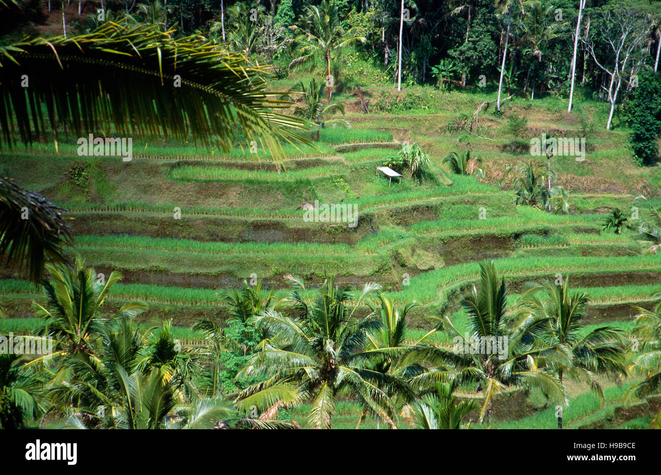 Paddy field in Amlapura, Bali, Indonesia Stock Photo - Alamy