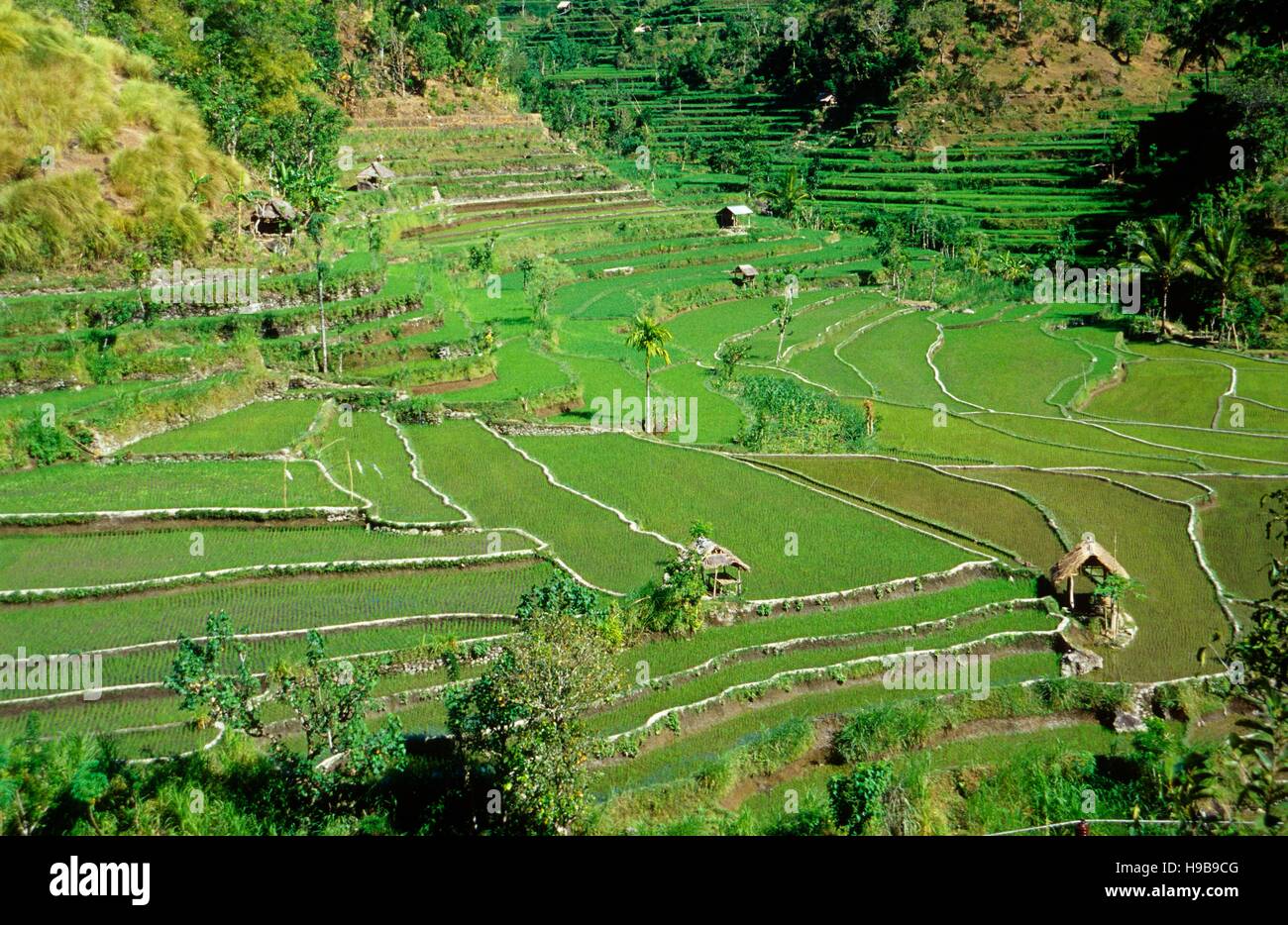 Paddy field in Amlapura, Bali, Indonesia Stock Photo - Alamy