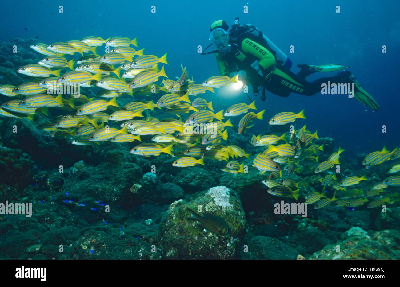 Scuba diver, Bluestripe Snapper (Lutjanus kasmira), Tulamben, Bali ...