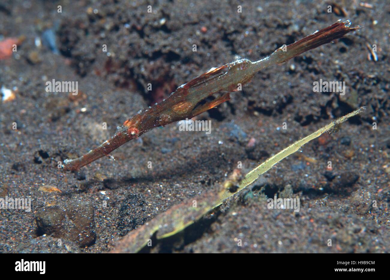 Rough snout ghost pipefish hi-res stock photography and images - Alamy