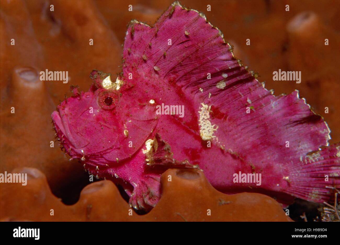 Leaf Scorpionfish (Taenianotus triacanthus), Tulamben, Bali, Indonesia ...