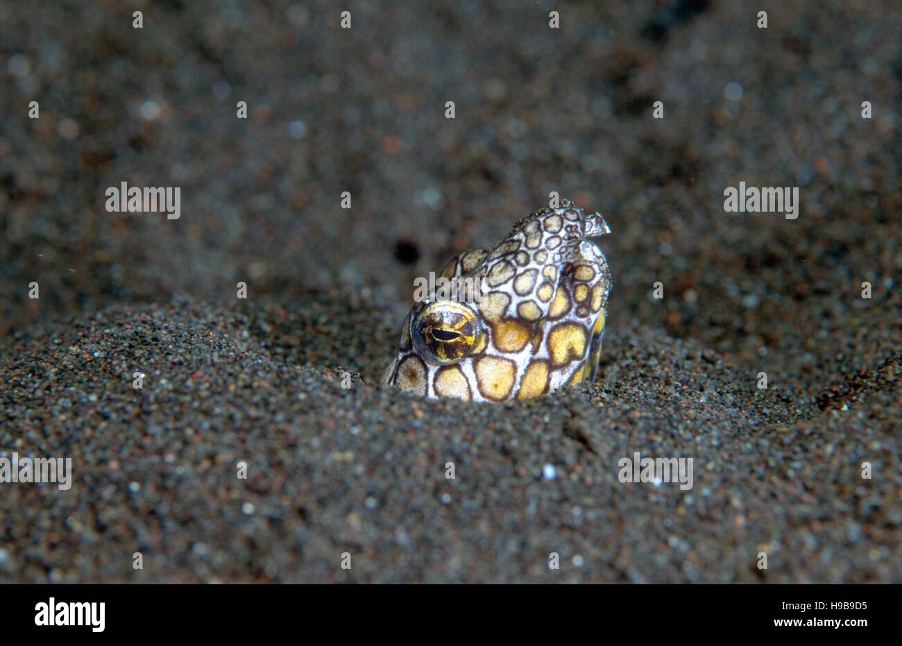 Marbled Snake Eel (Callechelys marmorata), Tulamben, Bali, Indonesia ...