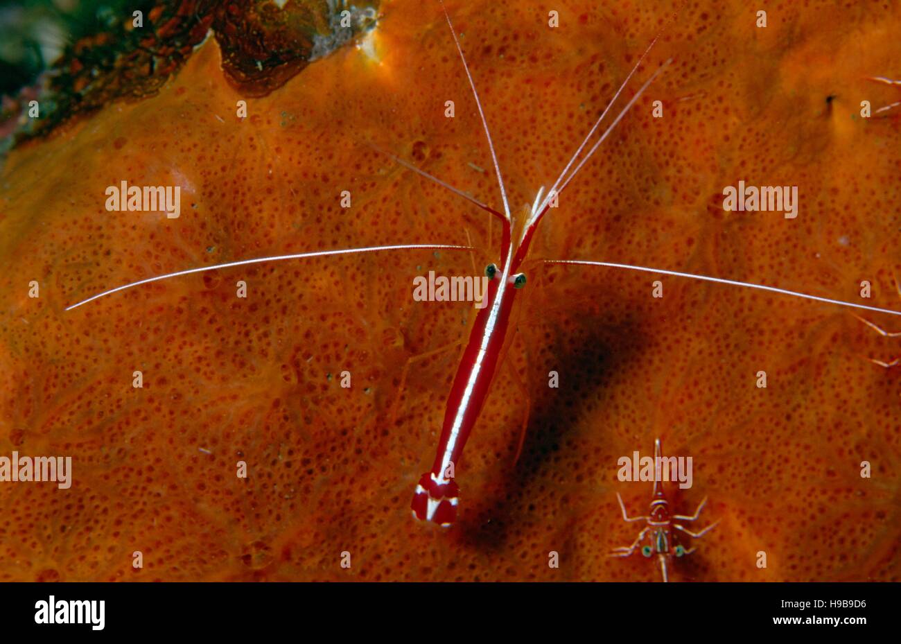 Pacific Cleaner Shrimps (Lysmata amboinensis), Tulamben, Bali ...