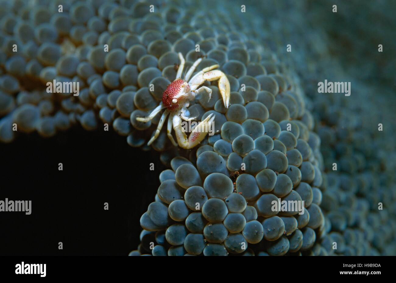 Porcelain Crab (Porcellanidae) in Pizza Anemones (Cryptodendrum ...