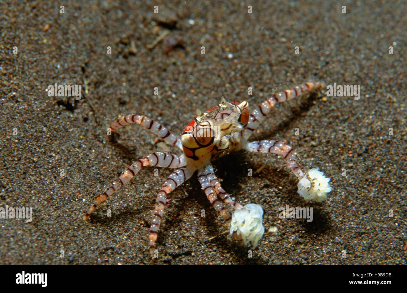 Boxer Crab (Lybia tesselata), Tulamben, Bali, Indonesia Stock Photo - Alamy