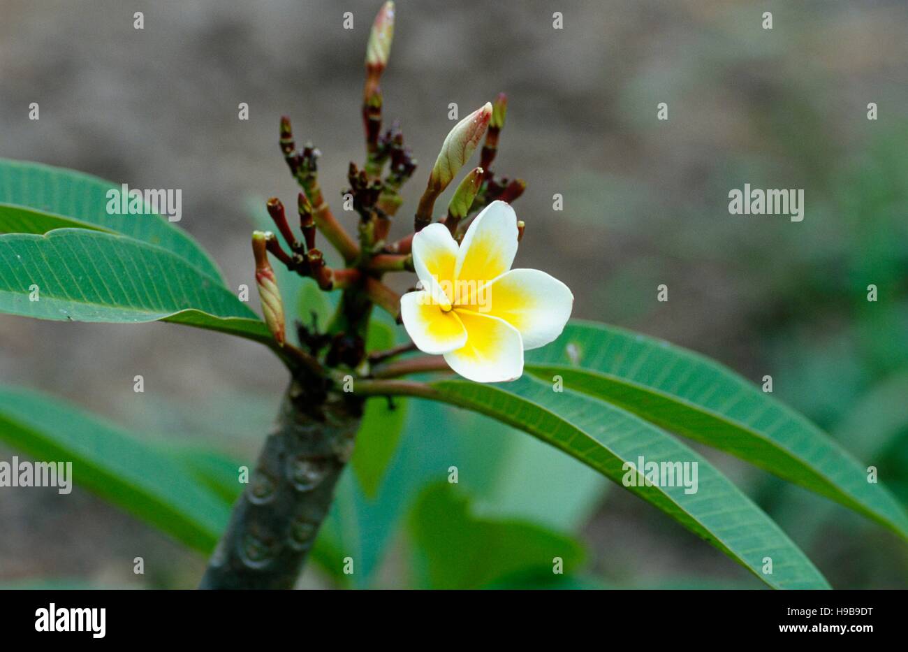 Hibiscus (Hibiscus), Tulamben, Bali, Indonesia Stock Photo - Alamy