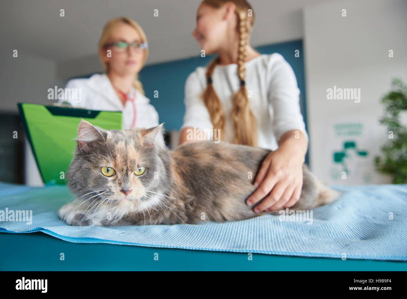 Close up doctor vet clinic hi-res stock photography and images - Alamy