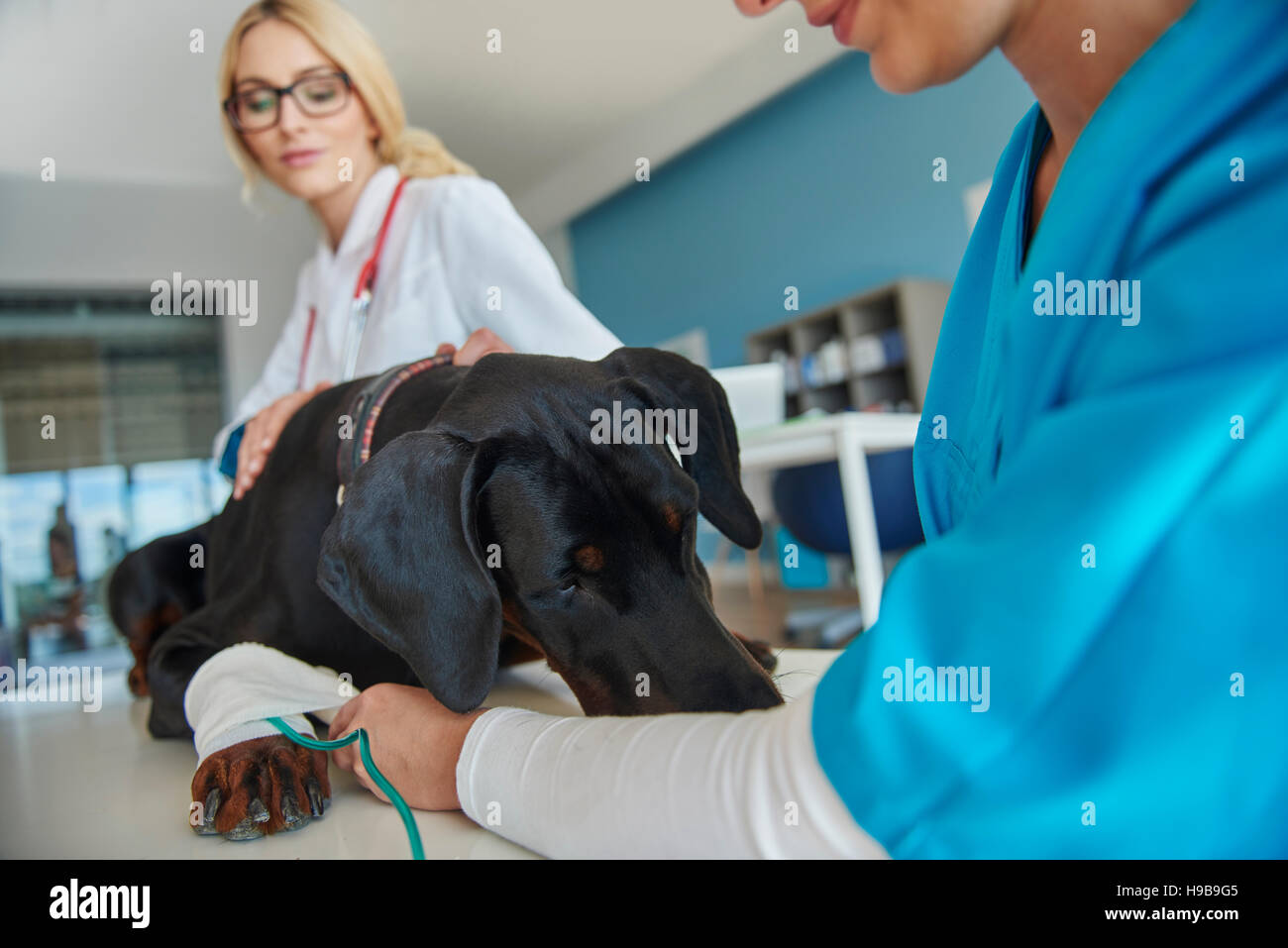 Ill dog on a IV drip Stock Photo - Alamy