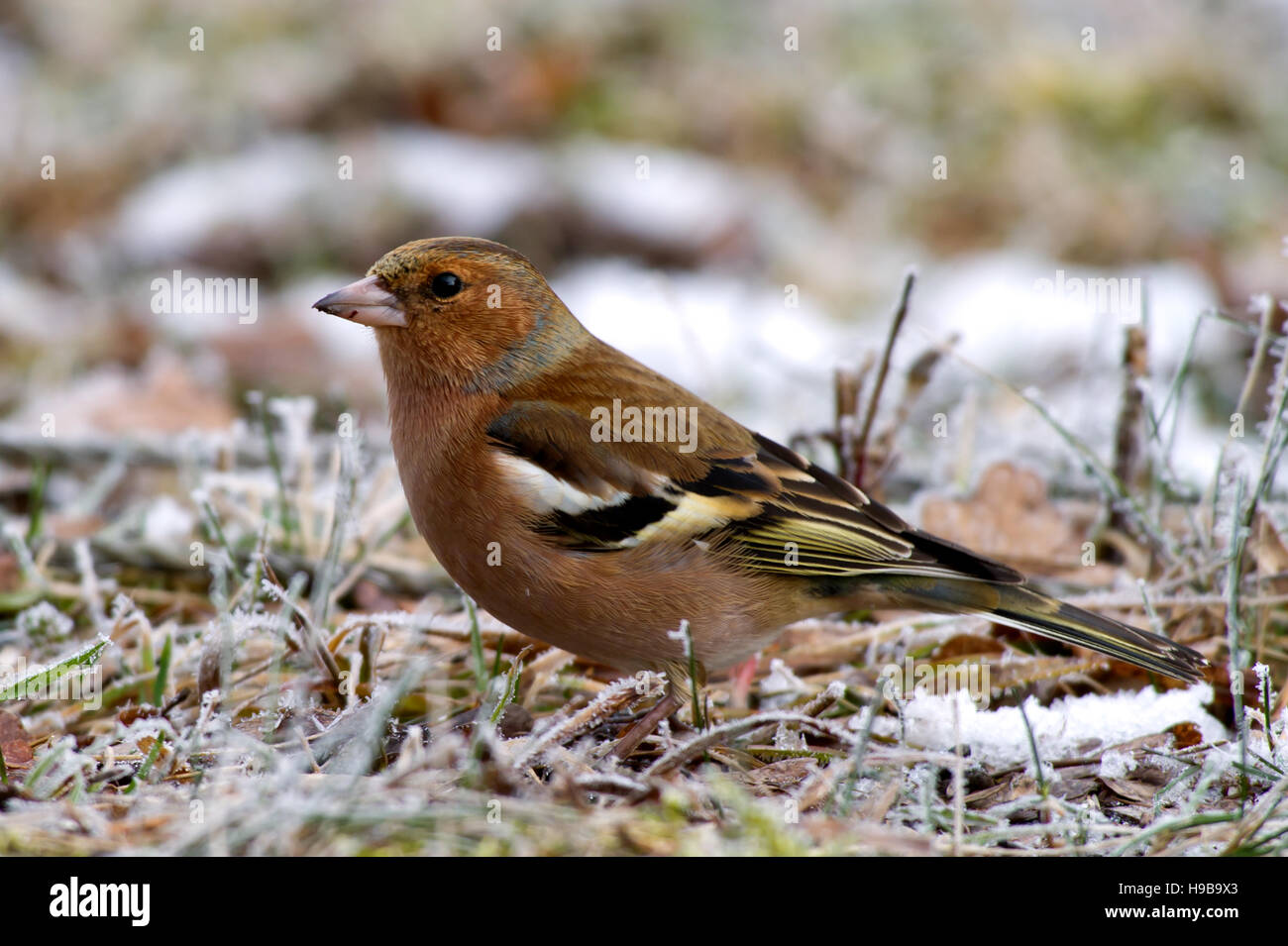 The beautiful female Chaffinch (Fringilla coelebs) on the frosty grass ...