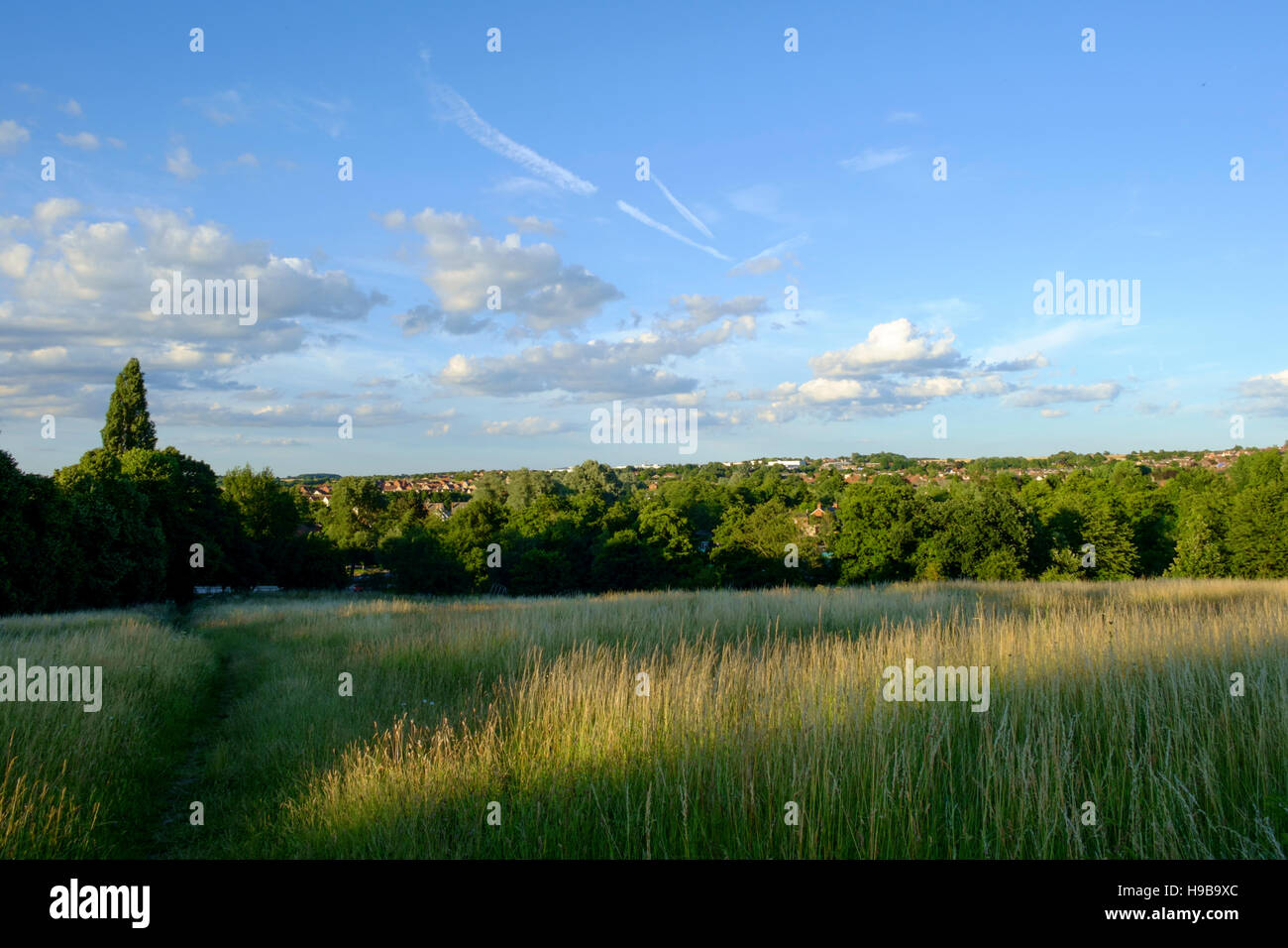 A British meadow at sunset Stock Photo - Alamy