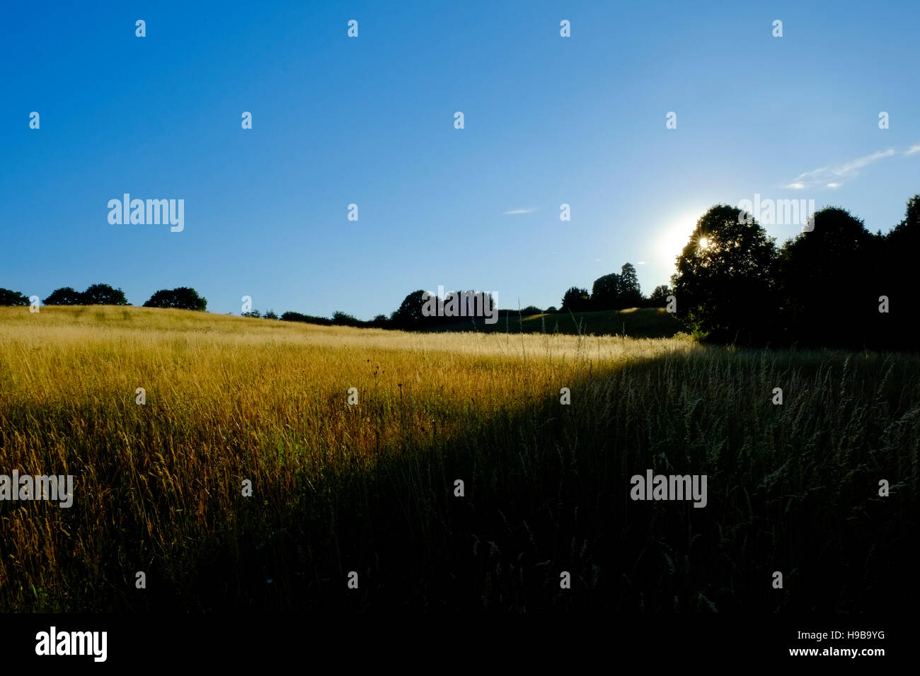 A British meadow at sunset Stock Photo - Alamy
