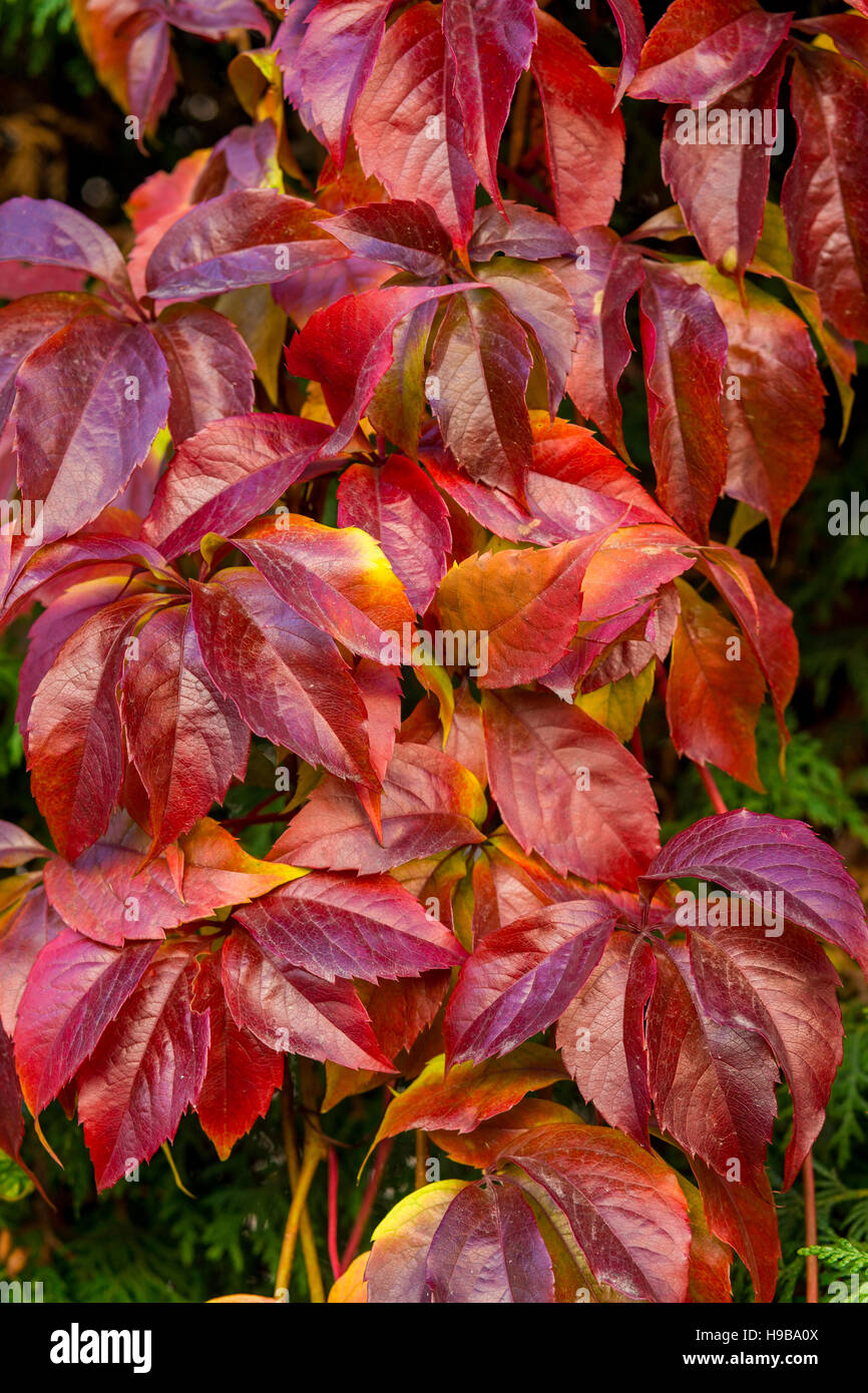 Fall leaves background Stock Photo - Alamy