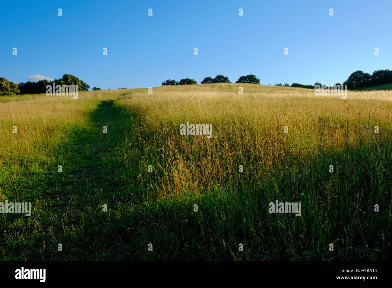 A British meadow at sunset Stock Photo - Alamy
