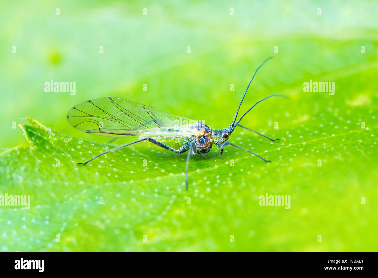 Male Aphid Crawling on Leaf Stock Photo - Alamy