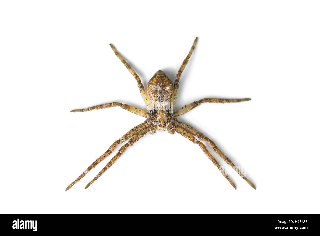 Very long legged spider hi-res stock photography and images - Alamy