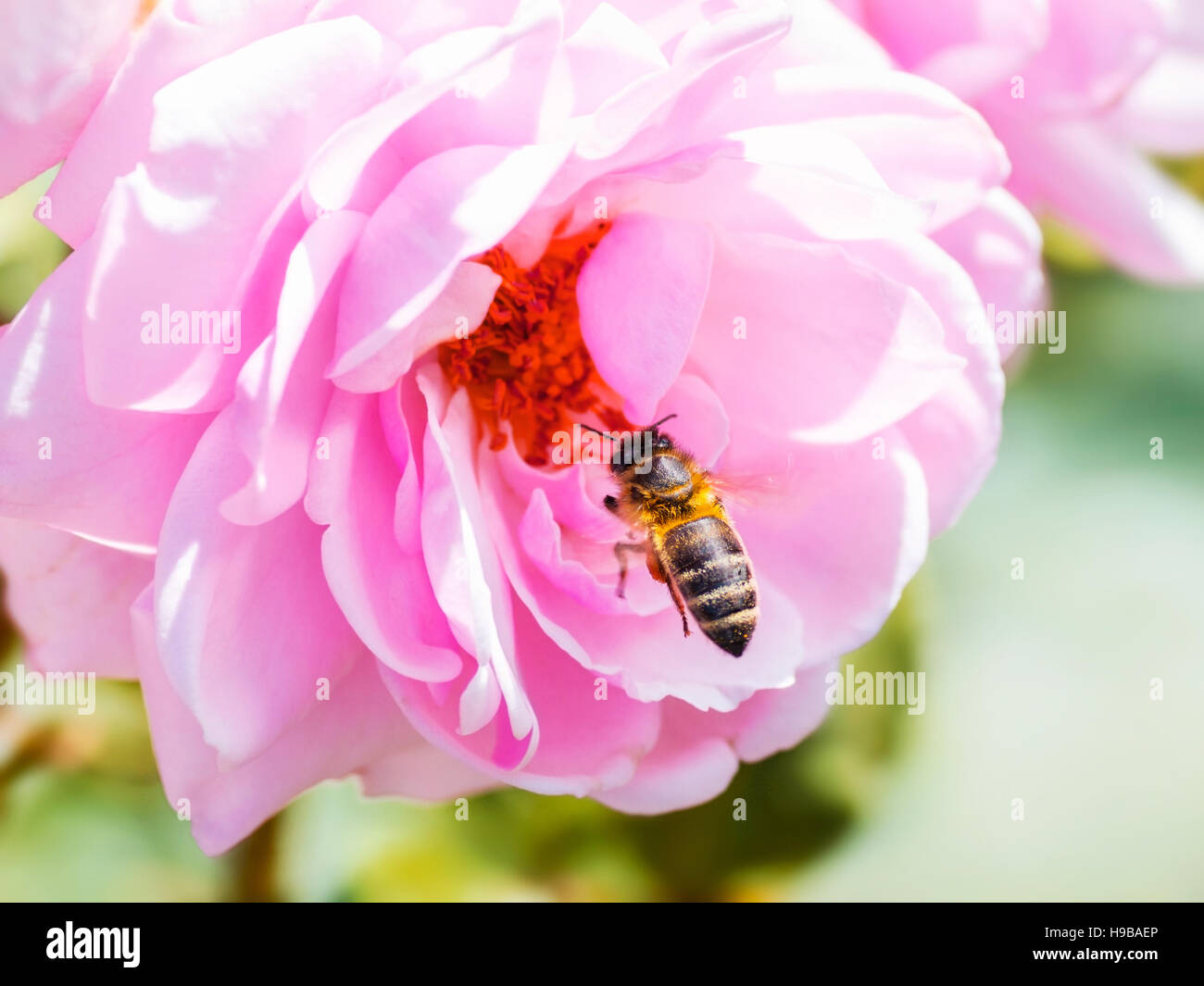 Bee Pollinating a Rose Stock Photo - Alamy