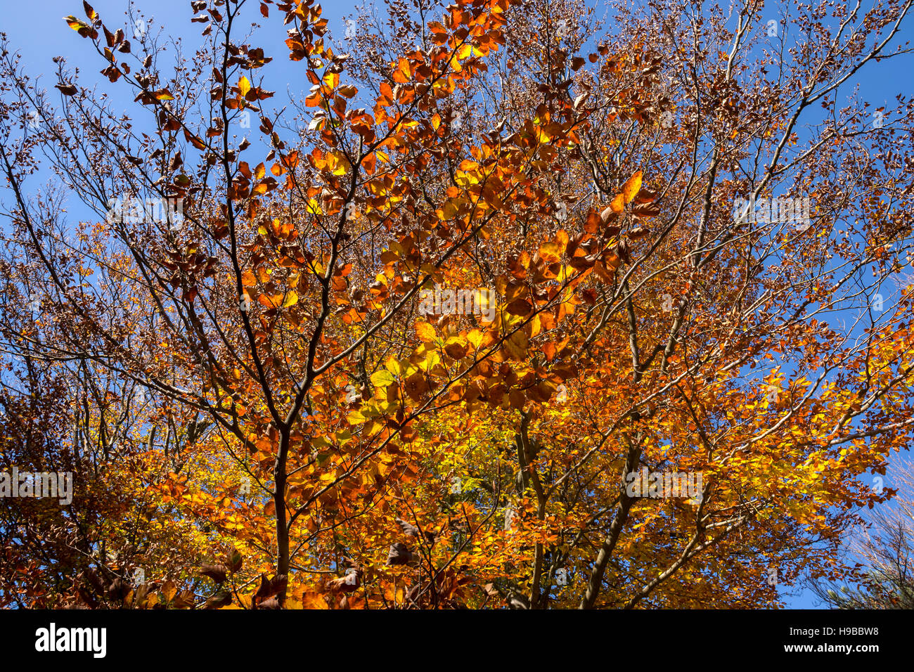 colors of autumn in the Apennines between Liguria and Piedmont Stock ...