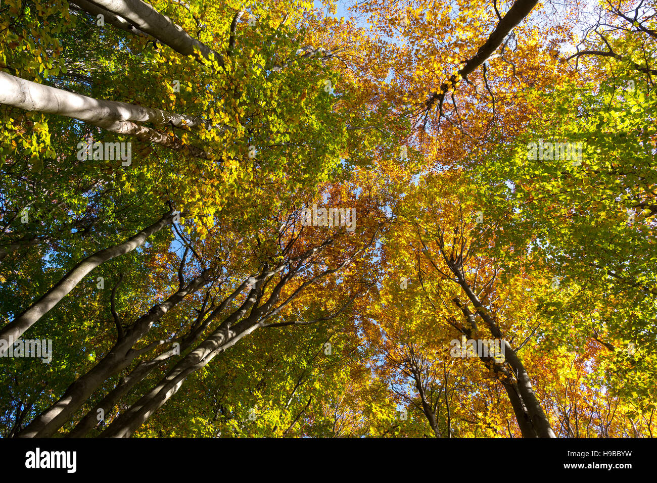 colors of autumn in the Apennines between Liguria and Piedmont Stock ...