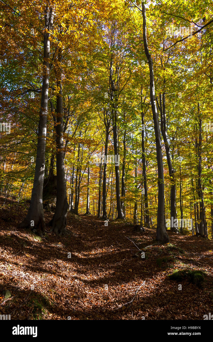 colors of autumn in the Apennines between Liguria and Piedmont Stock ...