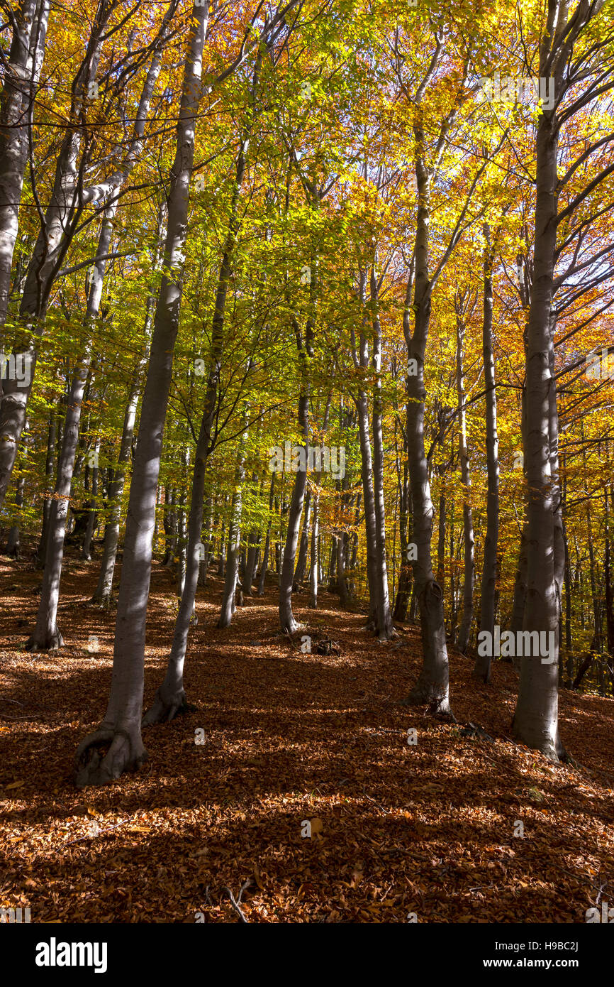 colors of autumn in the Apennines between Liguria and Piedmont Stock ...